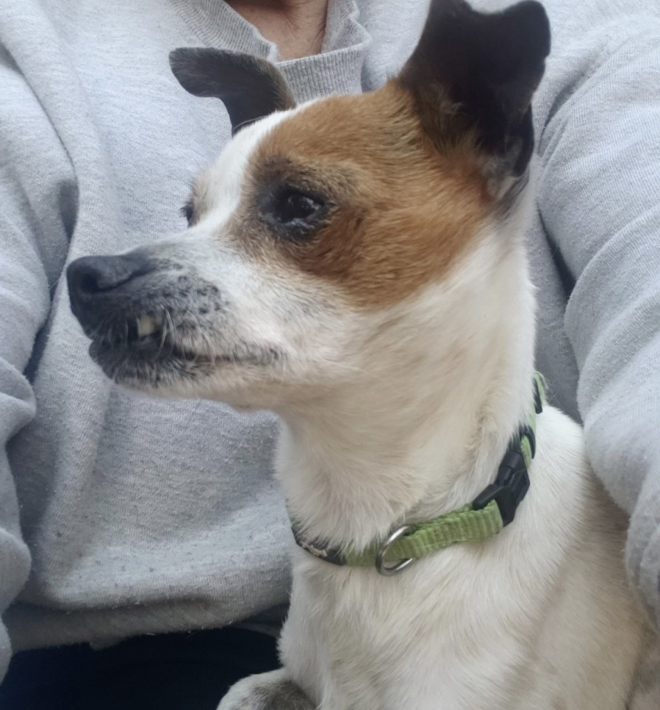 Males for Adoption – Raintree Jacks Jack Russell Rescue