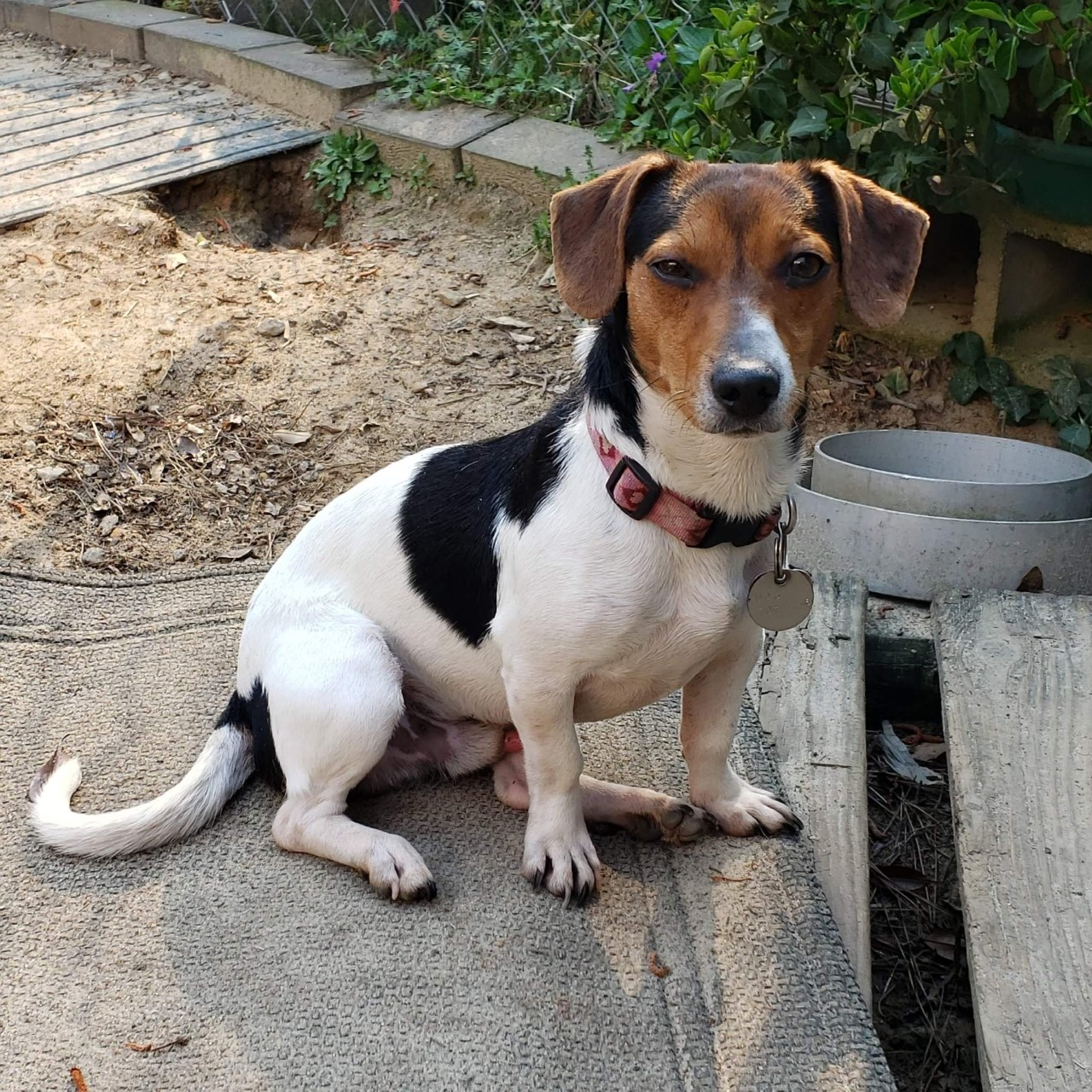 Males for Adoption – Raintree Jacks Jack Russell Rescue