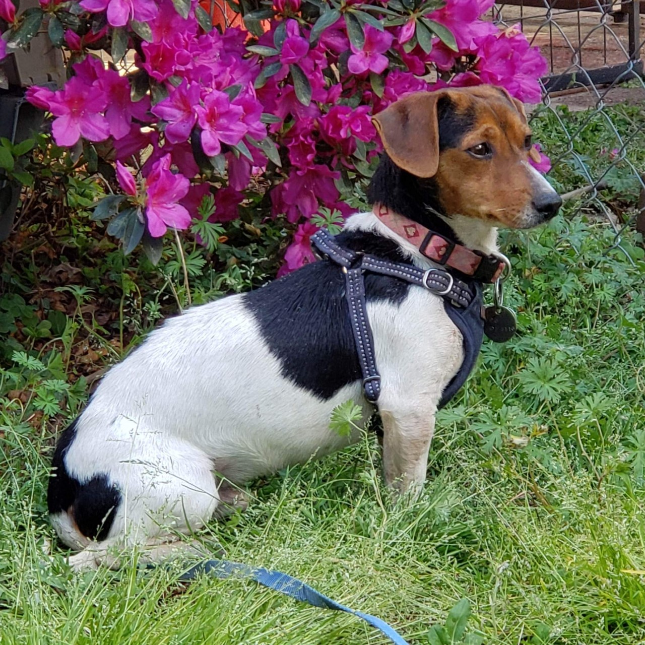 Males for Adoption – Raintree Jacks Jack Russell Rescue