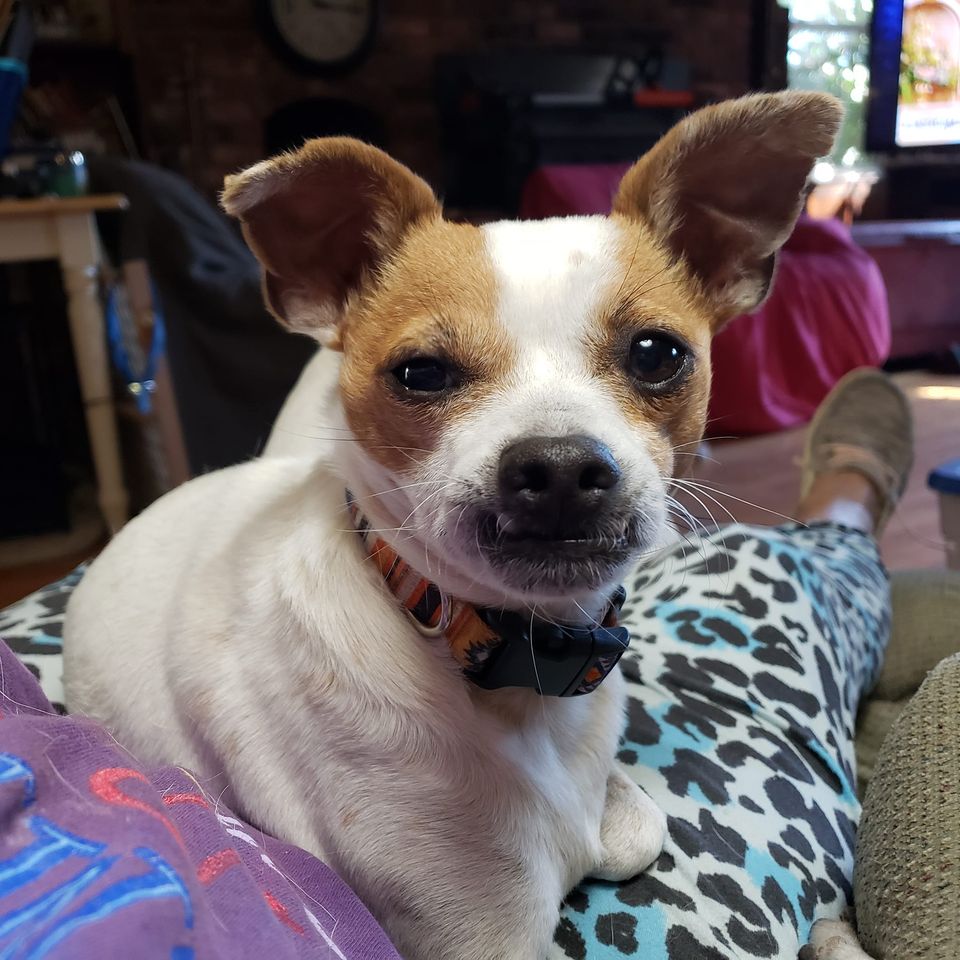 Males for Adoption – Raintree Jacks Jack Russell Rescue